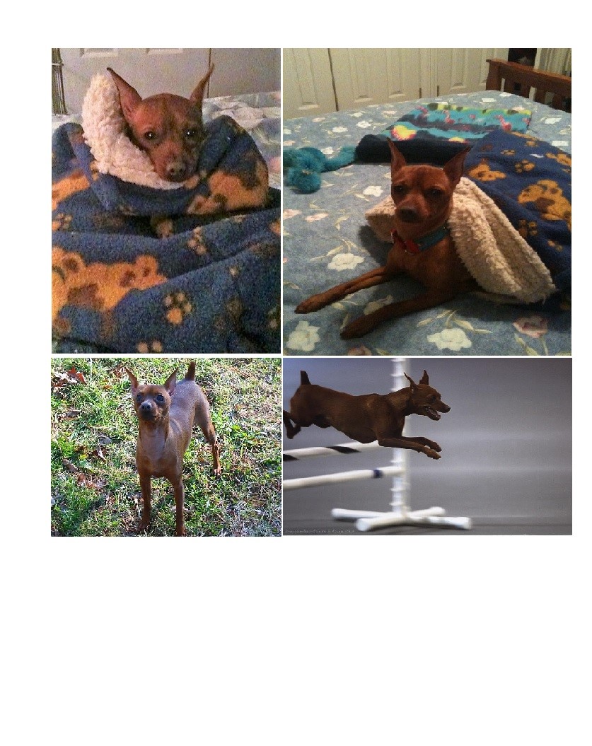 Agility Memories | Shadowpins Miniature Pinschers